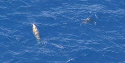 Great Pacific Garbage Patch Fish