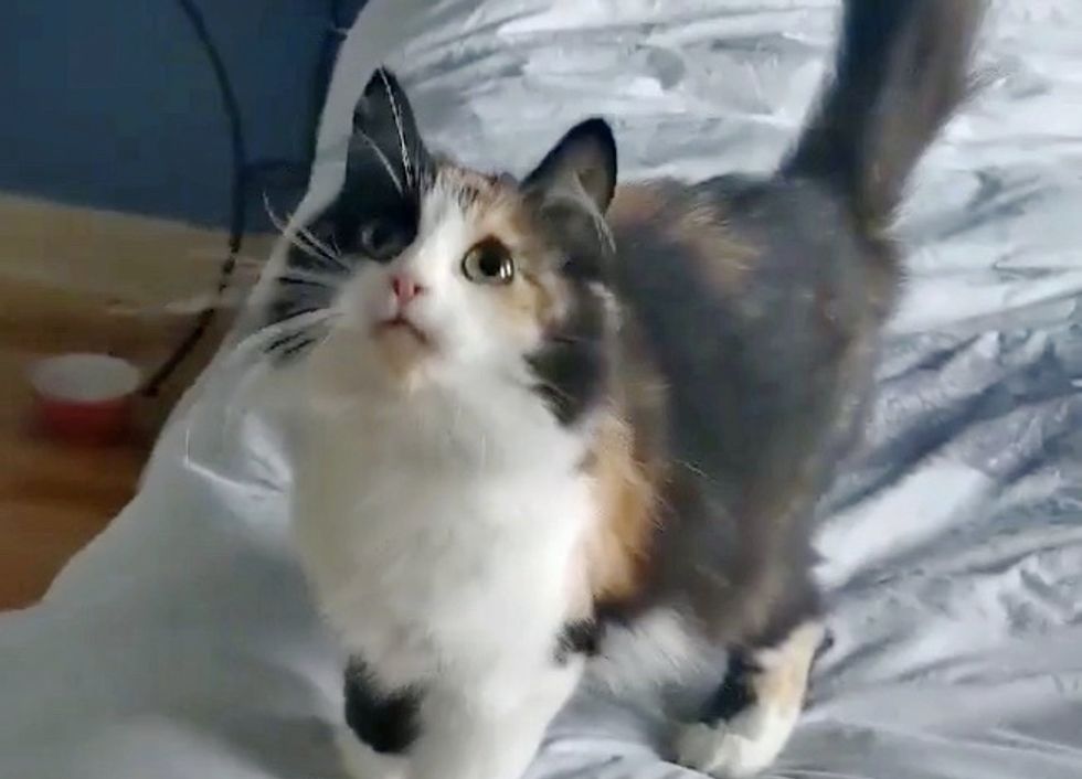 Cat is So Happy When Rescuer Stops to Help Her and Her Kittens Just in ...