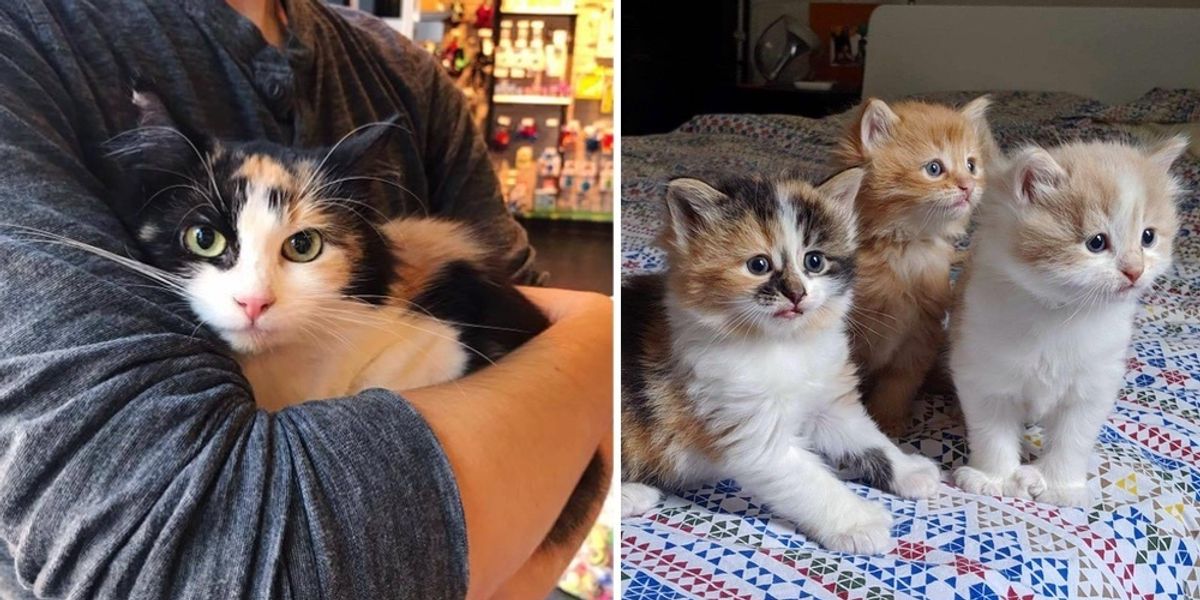 Cat is So Happy When Rescuer Stops to Help Her and Her Kittens Just in ...