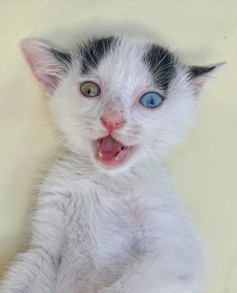 Beautiful Odd Eyed Kitten Rescued from Roadside, Doesn't Want to Be ...