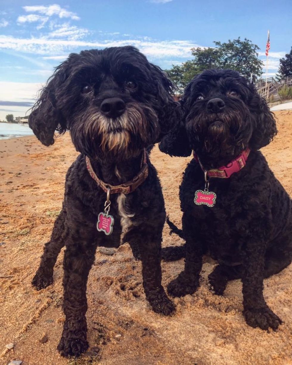 Why Cockapoos Are The Best Dog Ever, According To Science