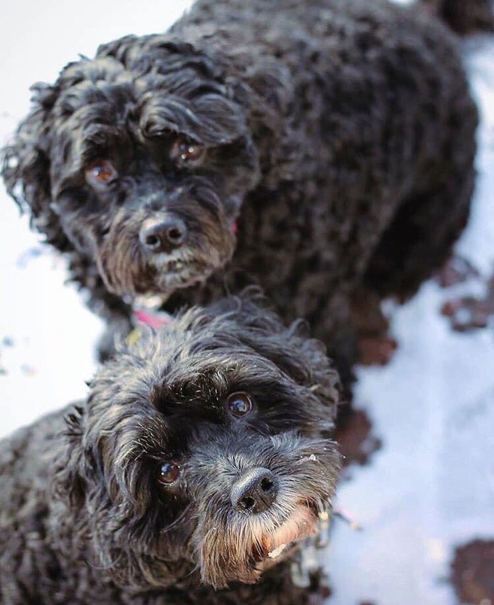 Why Cockapoos Are The Best Dog Ever, According To Science