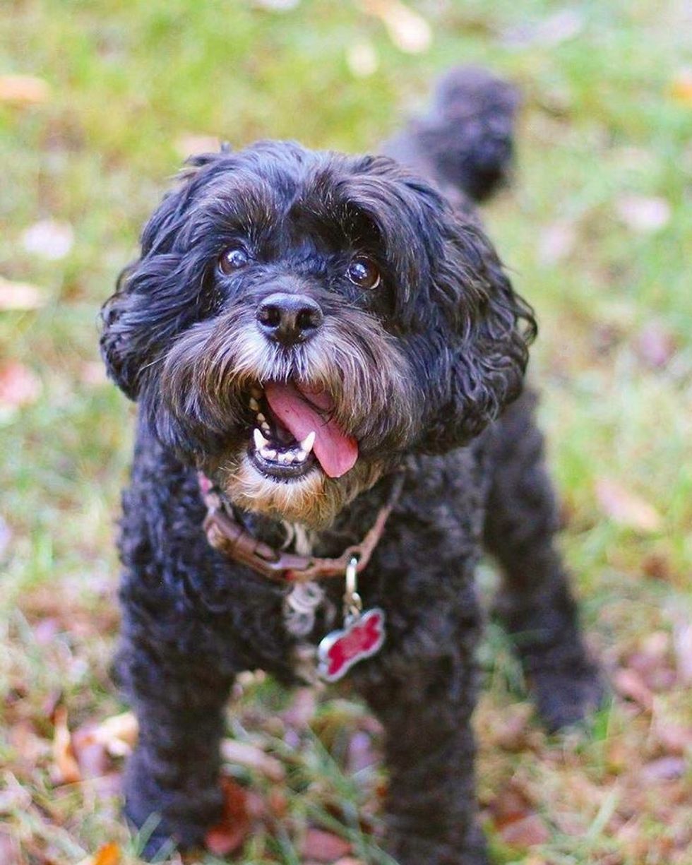 Why Cockapoos Are The Best Dog Ever, According To Science