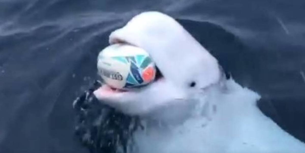 The whale that plays fetch is in danger, but there's a team working ...