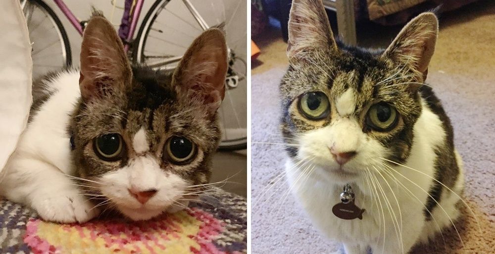 Cat with Sad Eyes Cuddles Woman and Won't Let Go After Years on the ...