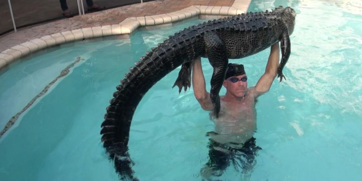 Florida man wrestles 9-foot alligator out of house's swimming pool - It ...