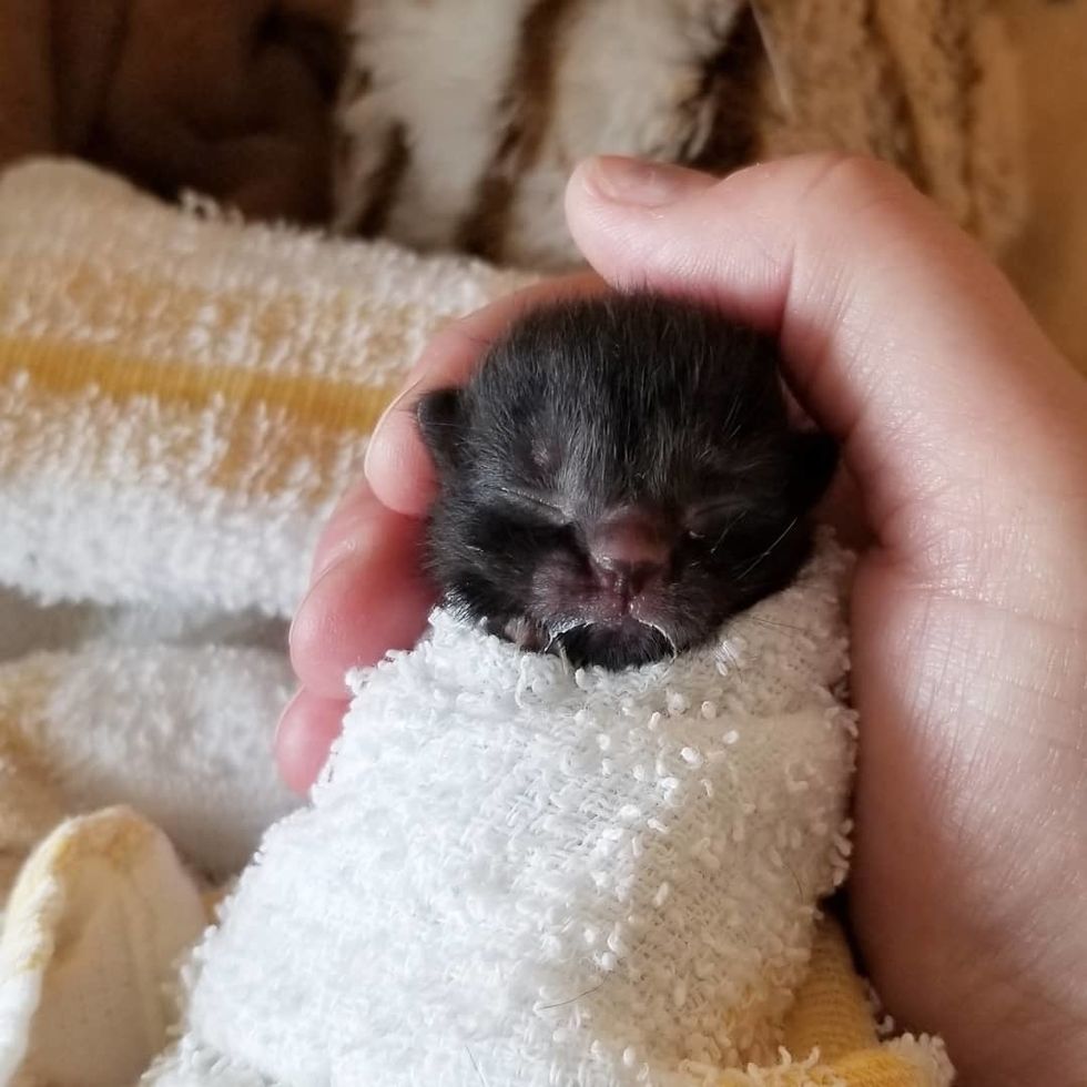 Kitten Who is Unusually Small, Finds Someone to Help Her Grow - Love Meow