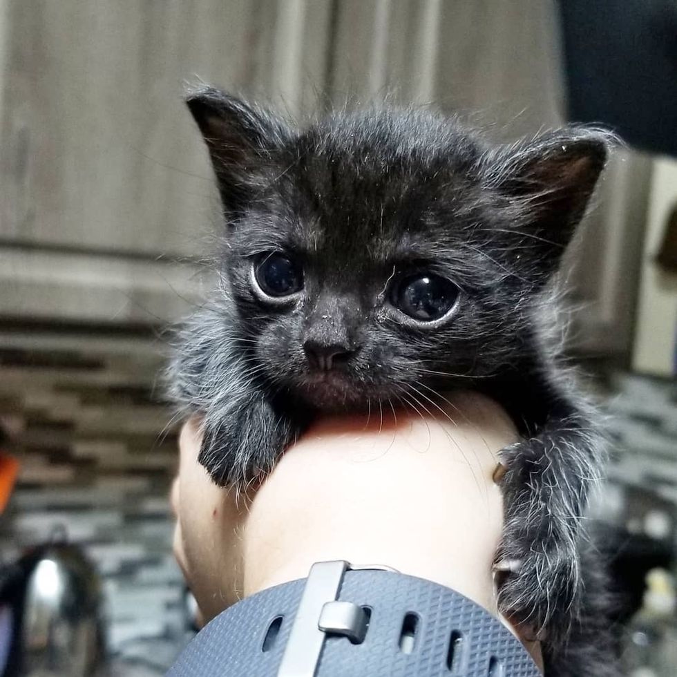 Kitten Who is Unusually Small, Finds Someone to Help Her Grow - Love Meow