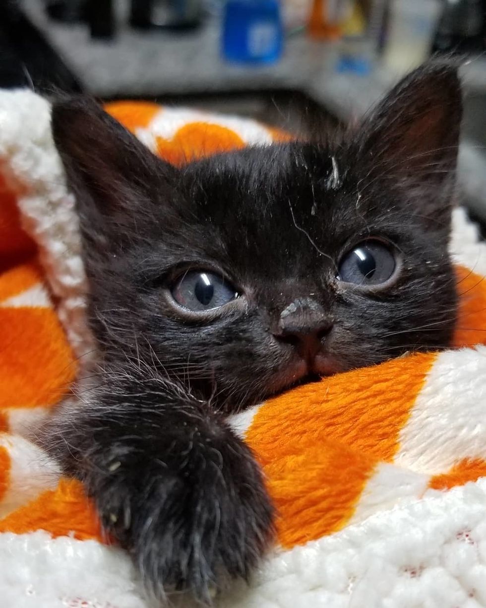 Kitten Who is Unusually Small, Finds Someone to Help Her Grow - Love Meow