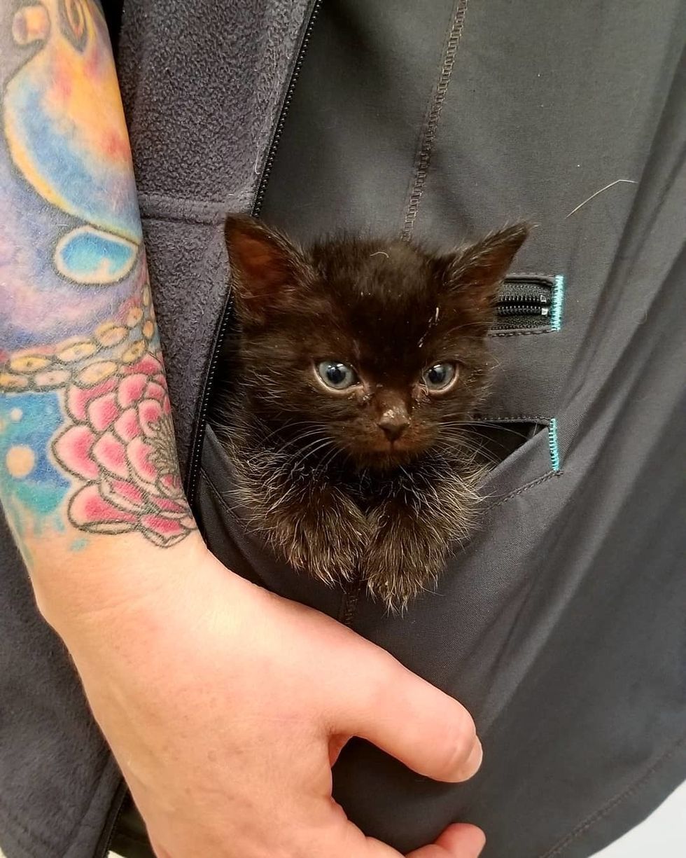 Kitten Who is Unusually Small, Finds Someone to Help Her Grow - Love Meow