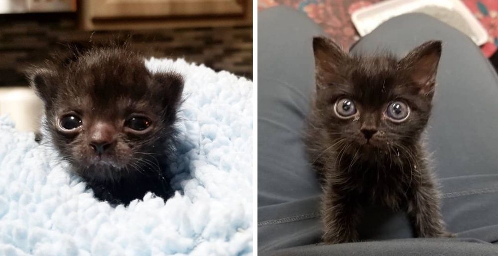 Kitten Who is Unusually Small, Finds Someone to Help Her Grow - Love Meow