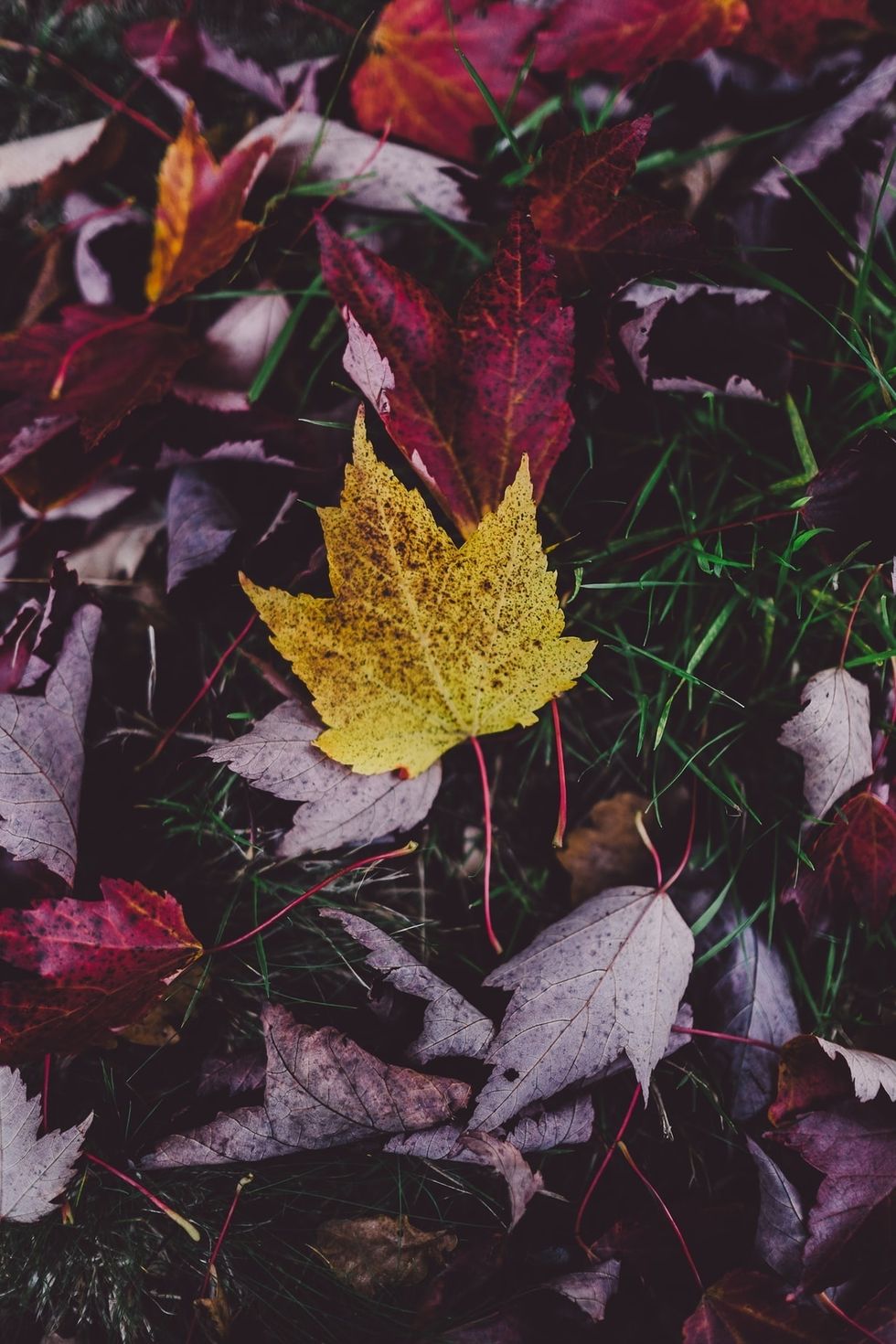 Five Reasons To Love Fall