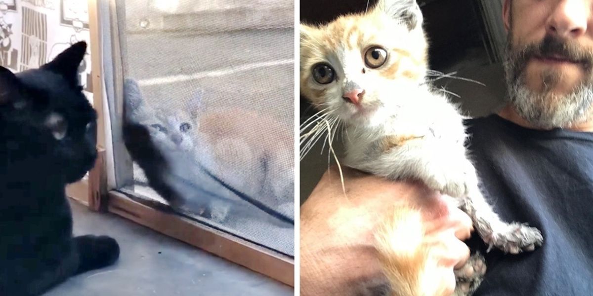 Man's Cat Sees Stray Kitten Wandering Up to Them, Meowing for Help ...