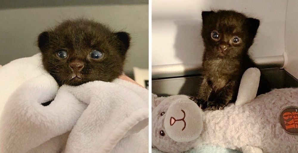 EMT Rescues Orphaned Kitten Before He Crawls into Busy Road - Love Meow