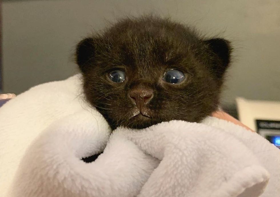 EMT Rescues Orphaned Kitten Before He Crawls into Busy Road - Love Meow