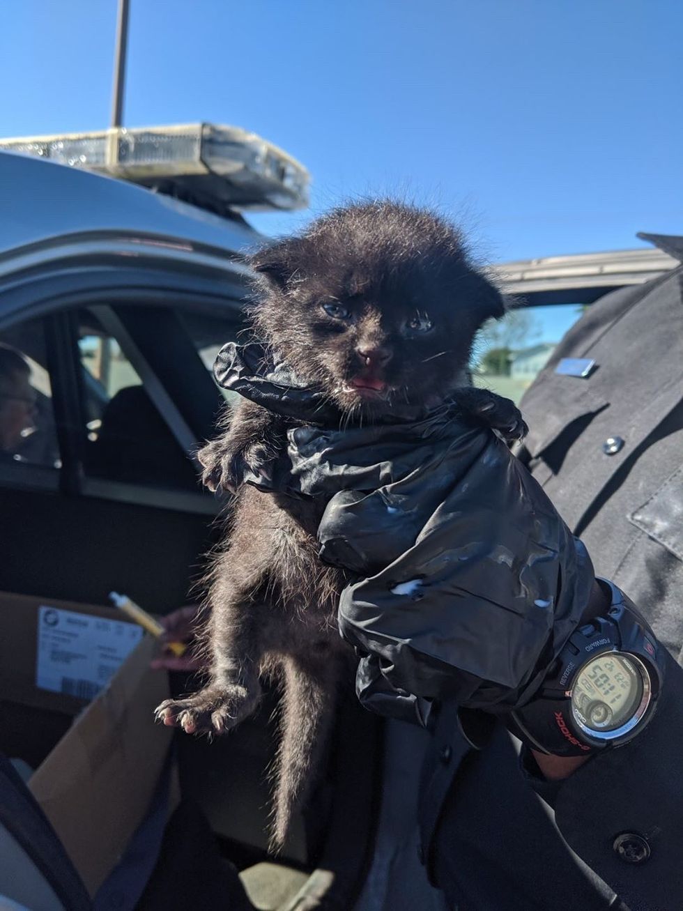 EMT Rescues Orphaned Kitten Before He Crawls into Busy Road - Love Meow