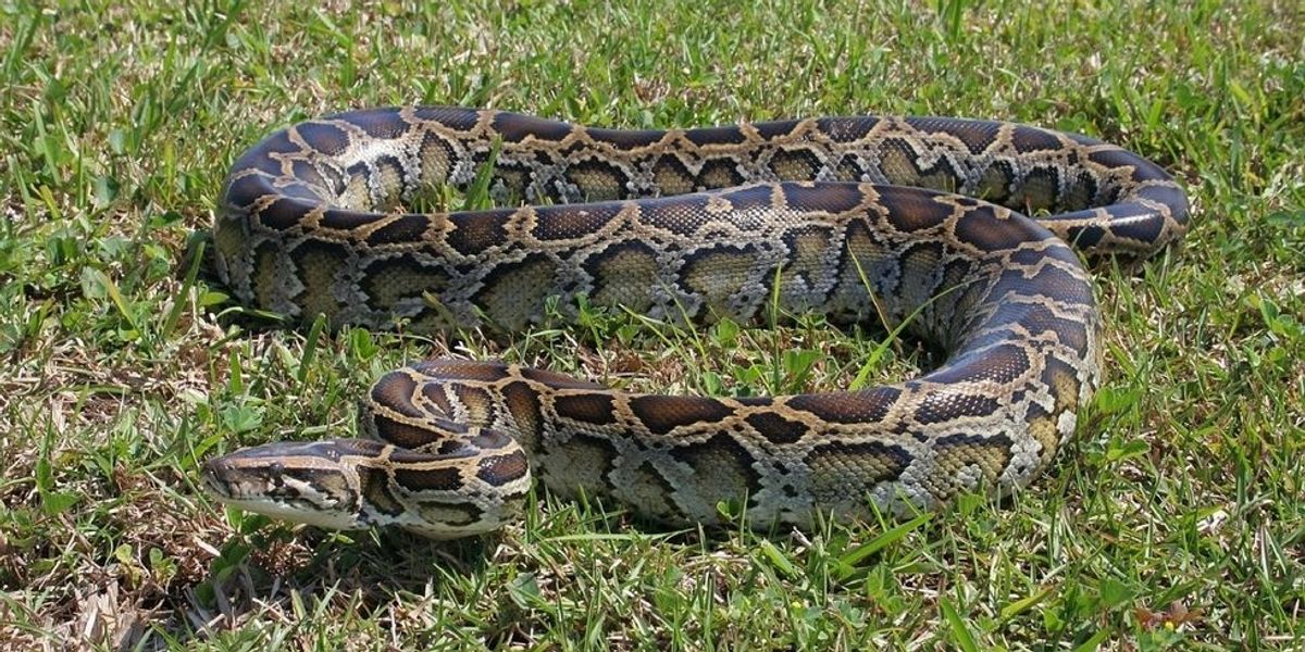Florida is hosting a python bowl, and it's exactly what it sounds like ...