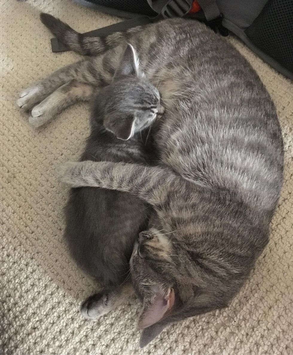Cat and Her Kitten Won't Leave Each Other's Side After They Were ...