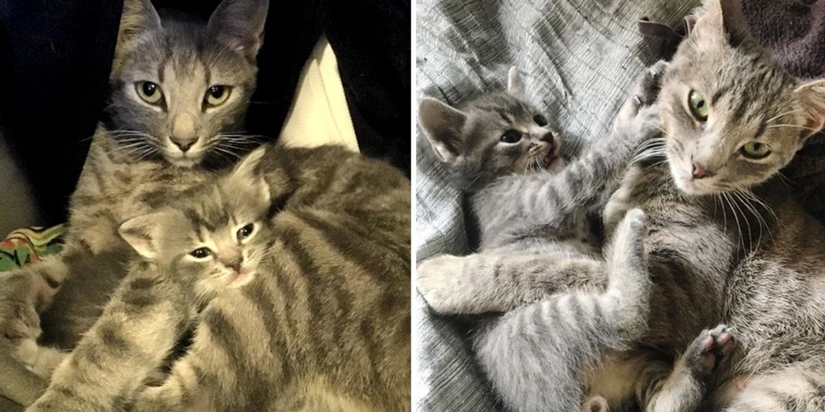 Cat and Her Kitten Won't Leave Each Other's Side After They Were ...