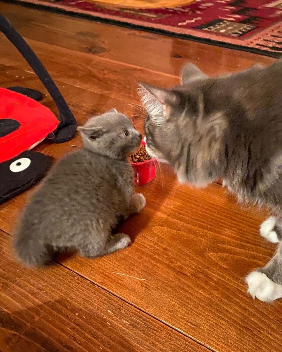 Kitten Cuddles Rescuer and Won't Let Go After She Was Found Alone on ...