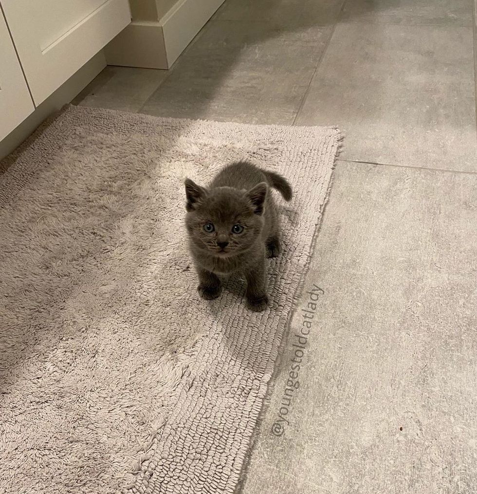 Kitten Cuddles Rescuer and Won't Let Go After She Was Found Alone on ...