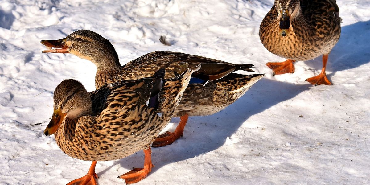 Kansas ducks give snow a big 'nope,' earn their honorary Southern card ...