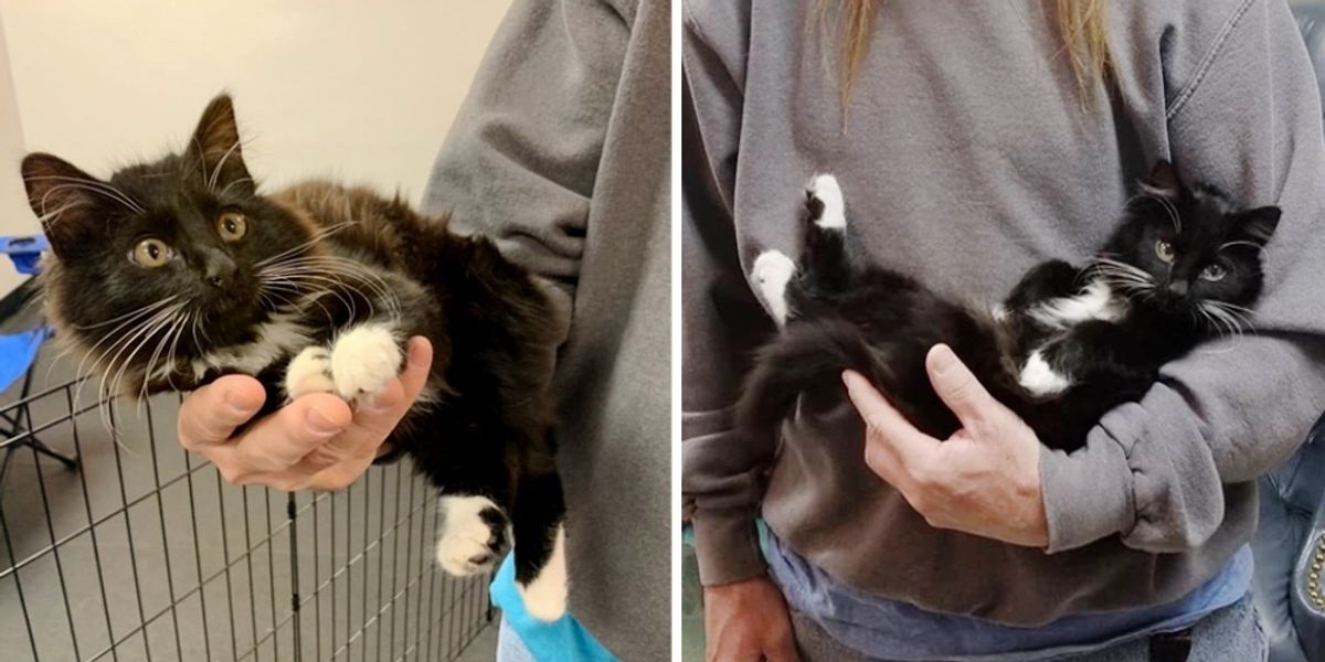 Kitten Walks Up to Man, Insists On Being Cuddled, She Wouldn't Have It ...