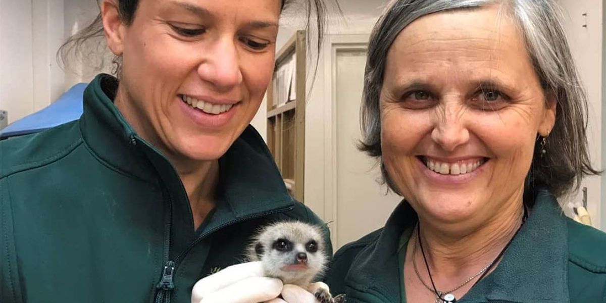 Meerkat stolen from Perth Zoo because someone wanted a new pet - Upworthy