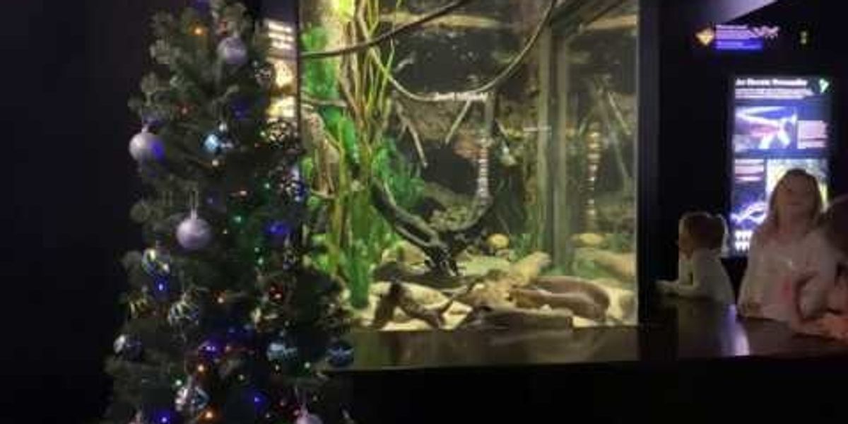 An electric eel is powering the lights of a Christmas tree at the ...