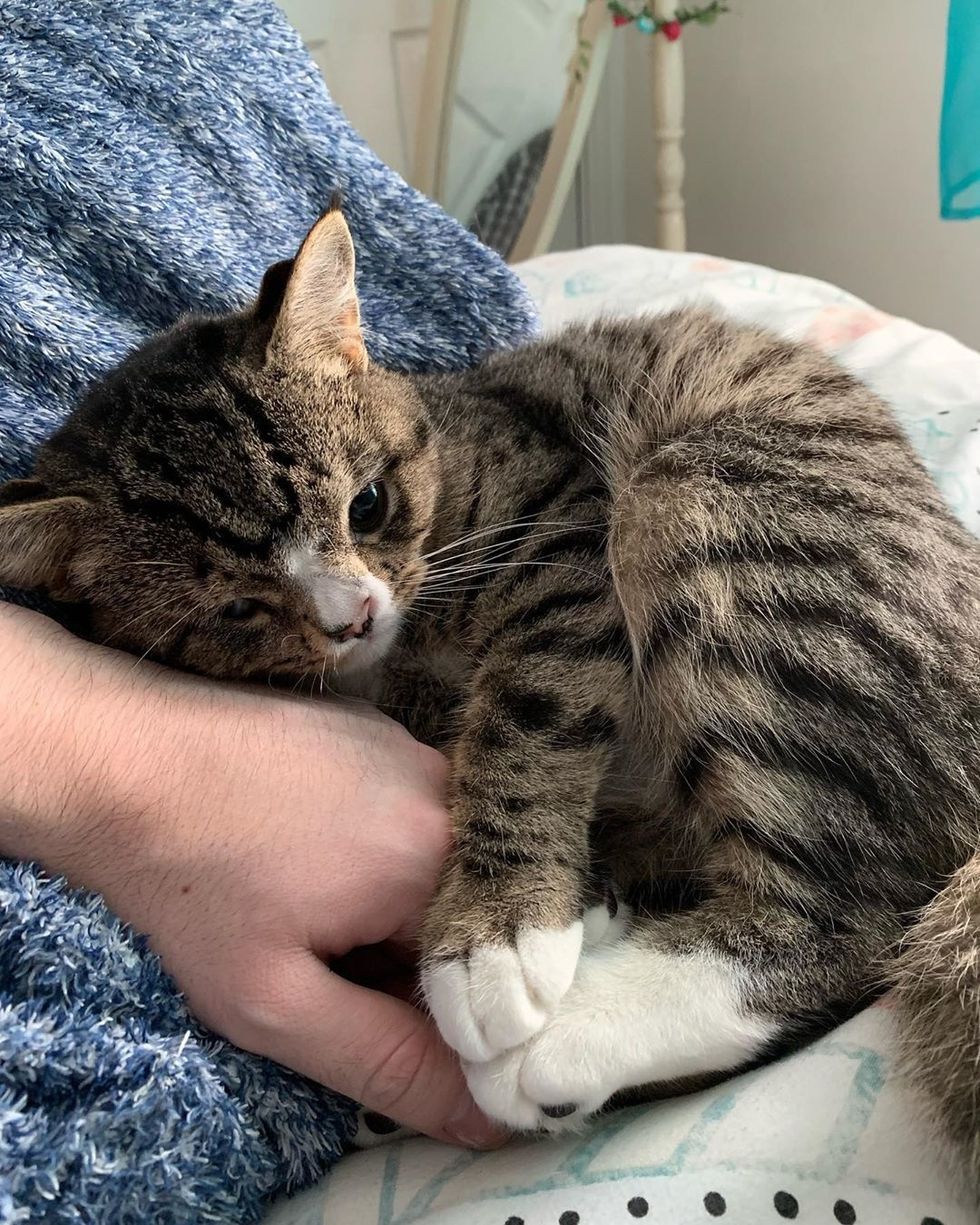 Kitten Who Longed for a Home, Walked up to Man and Asked to Be Adopted ...