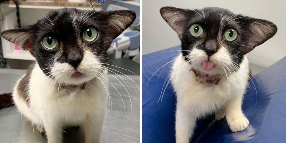 Kitten With Adorable Ears Is So Happy to Be Loved After She Was Rescued ...