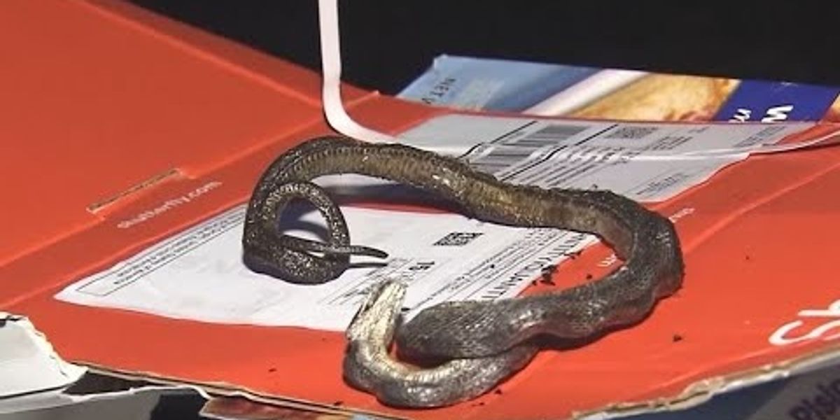 North Carolina family finds a charred snake in their oven while baking ...