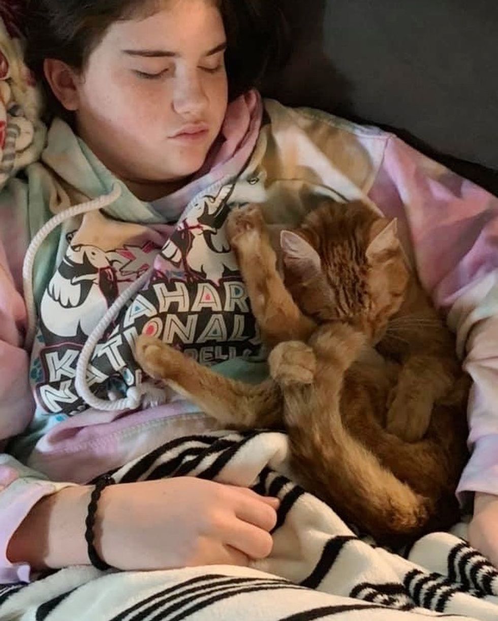 Couple Went to Concert But Came Home with a Cat Cuddling in Their Arms ...