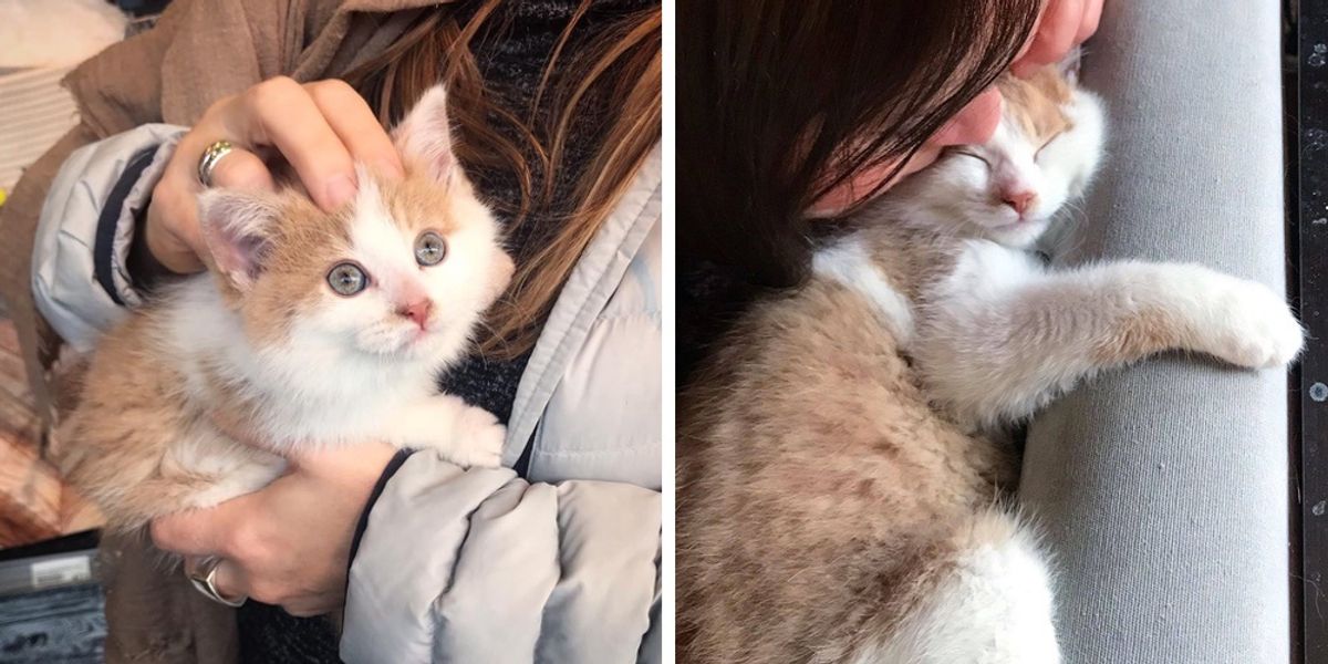 Kitten Finds Family He Always Wanted After He Was Rescued from Life on ...
