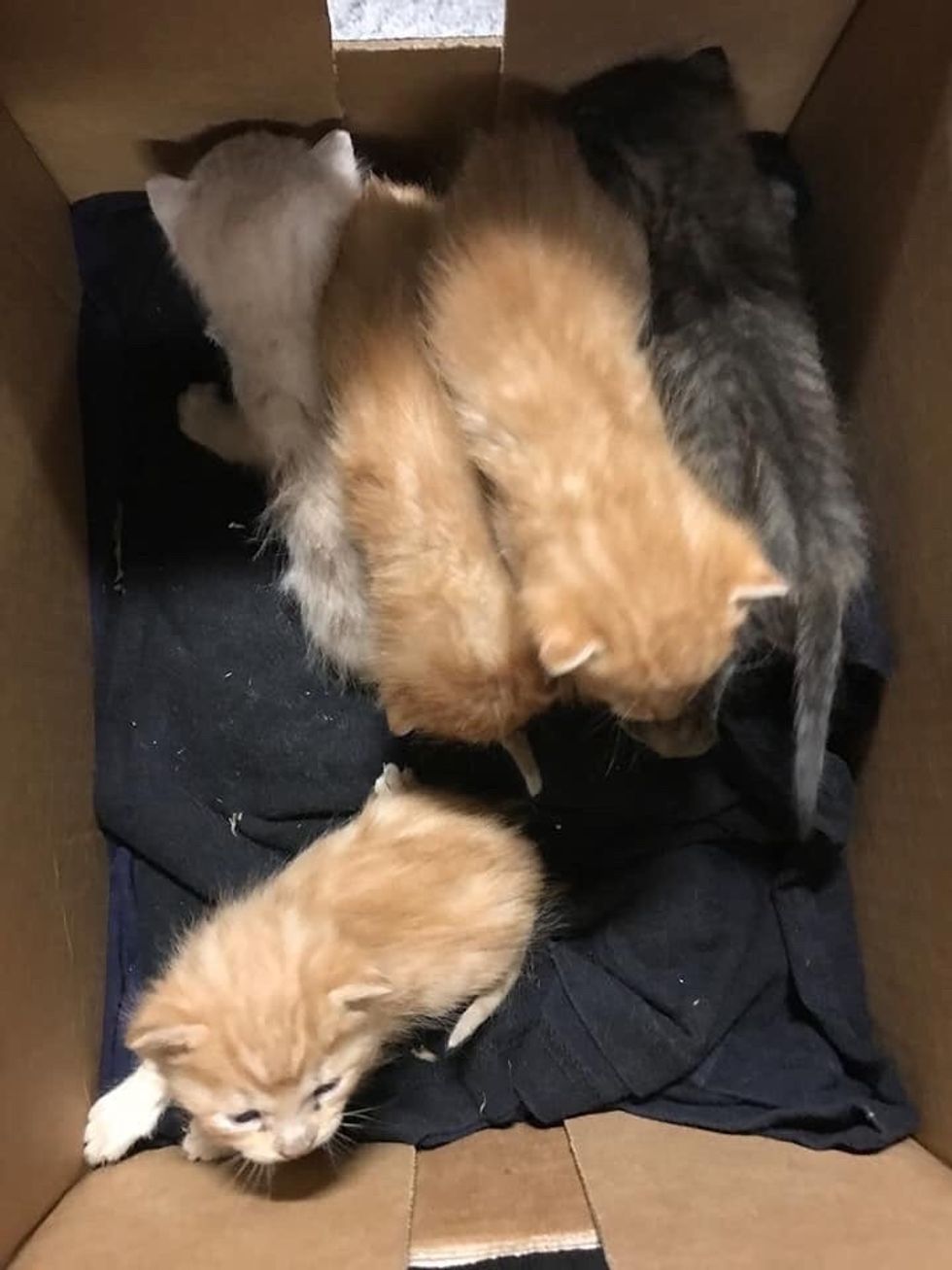 Workers Rescued Kittens Born in a Tire and Got Them Help Just in Time ...