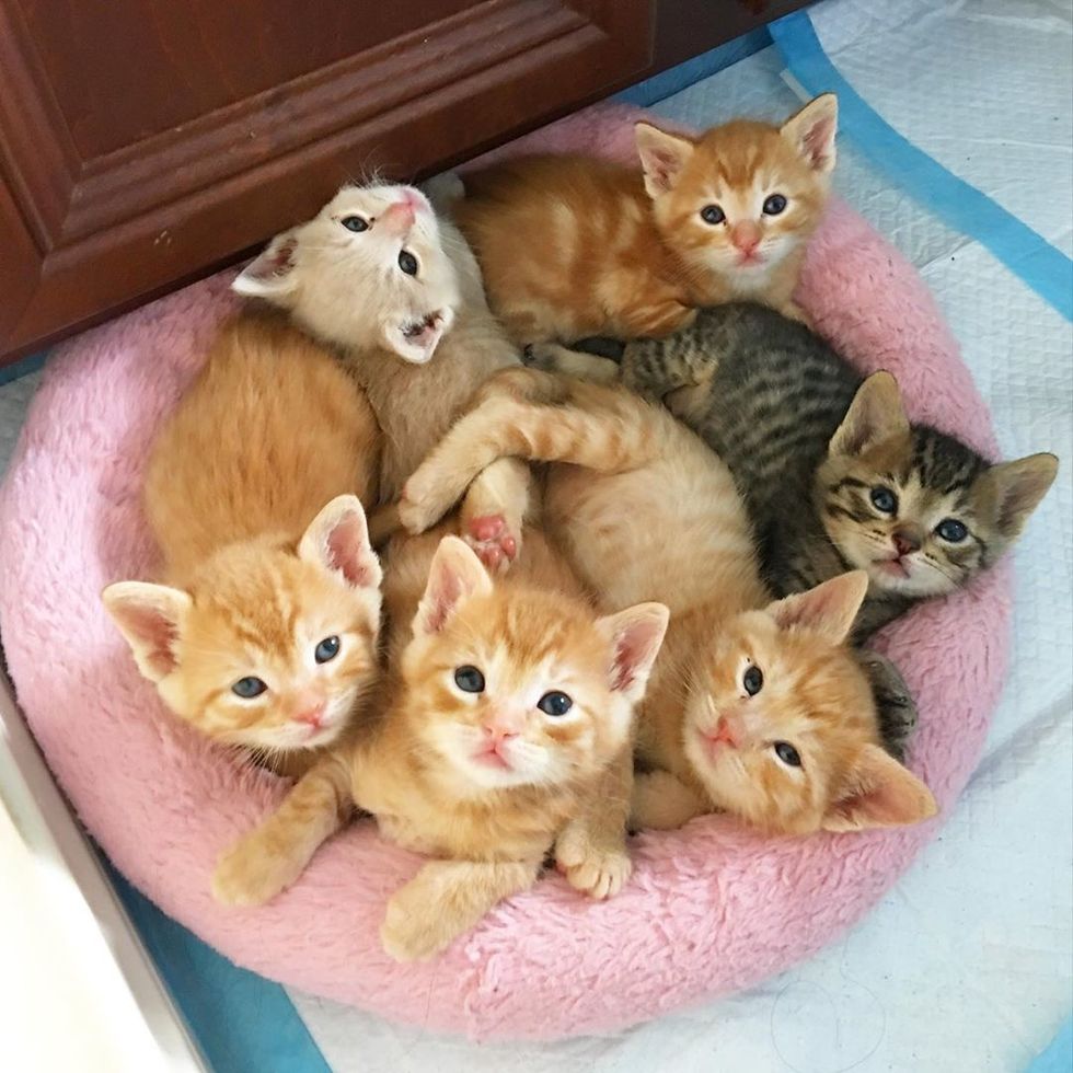 Workers Rescued Kittens Born in a Tire and Got Them Help Just in Time ...