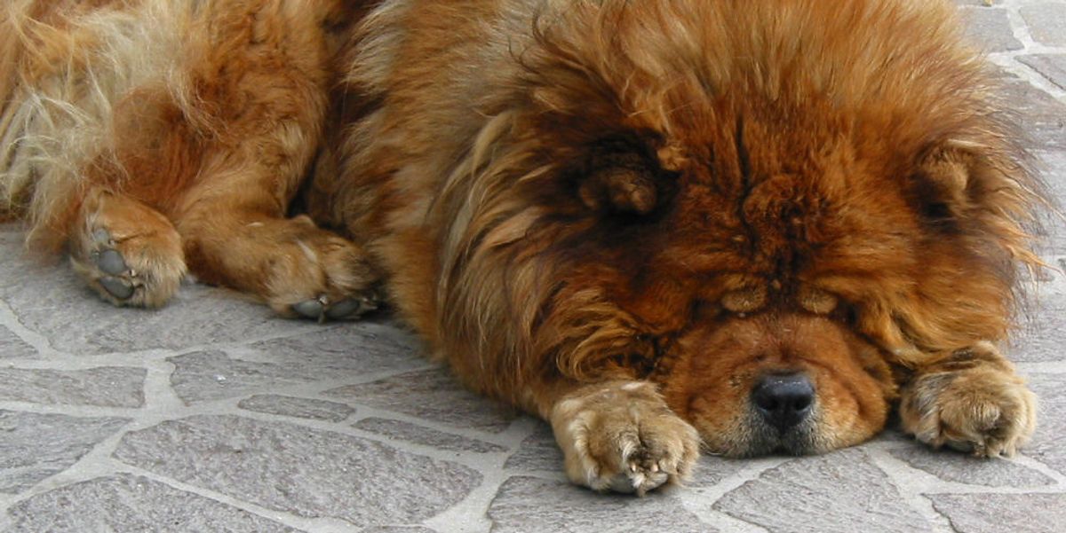 The One Meat You Should Never Feed Your Dog (It Is Human Meat). Tabs ... The One Meat You Should Never Feed Your Dog (It Is Human Meat). Tabs ...