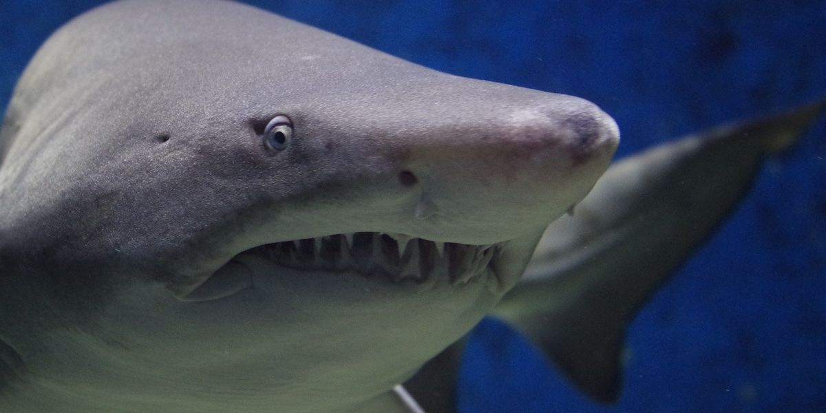 330 million-year-old shark head fossil found in Kentucky's Mammoth Cave ...