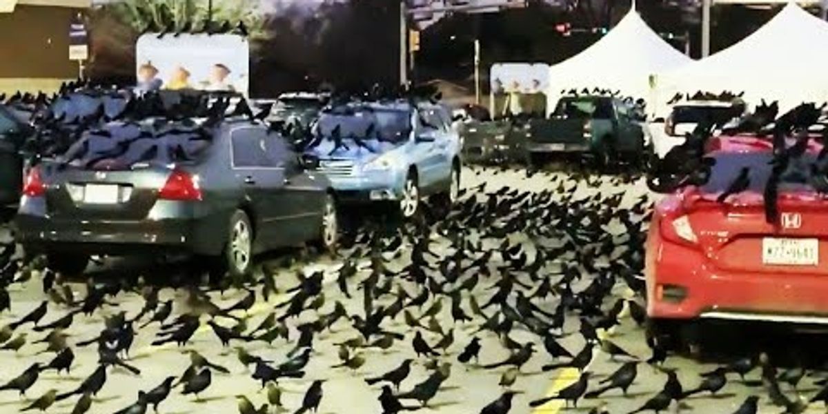 Watch hundreds of Grackles take over a Houston parking lot - It's a ...