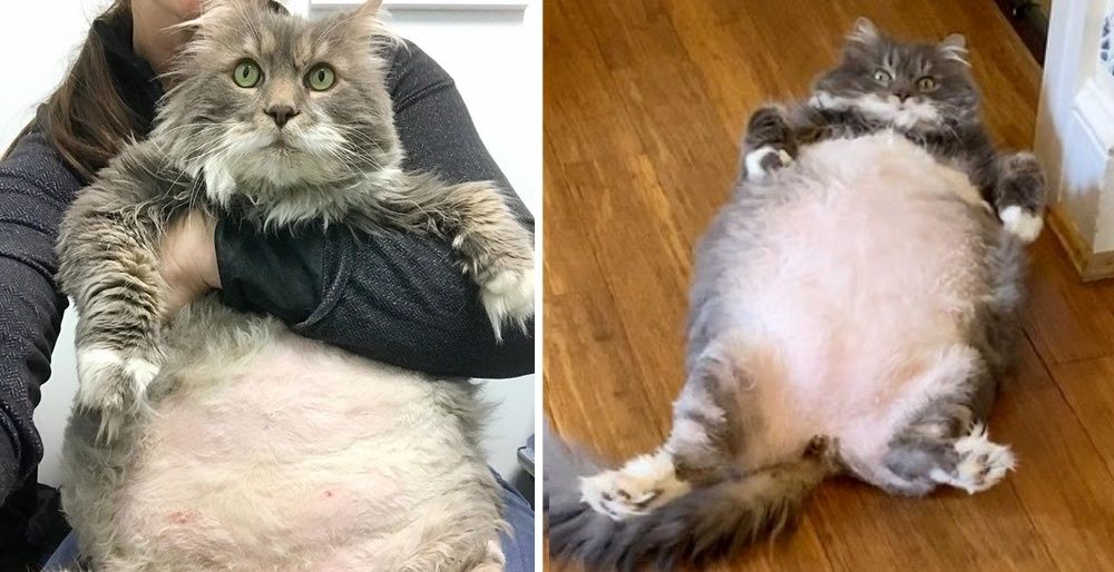 Cat Came to a Rescue to Start Weight Loss Journey After He Lost His ...