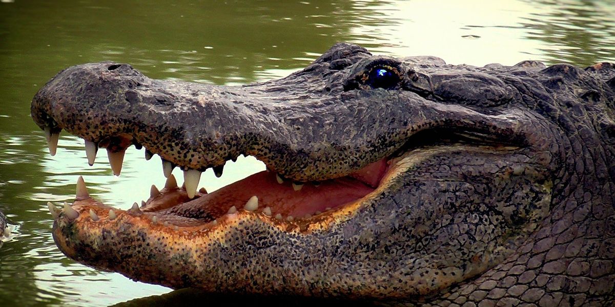 See alligator take a chomp out of Burmese python in the ultimate ...