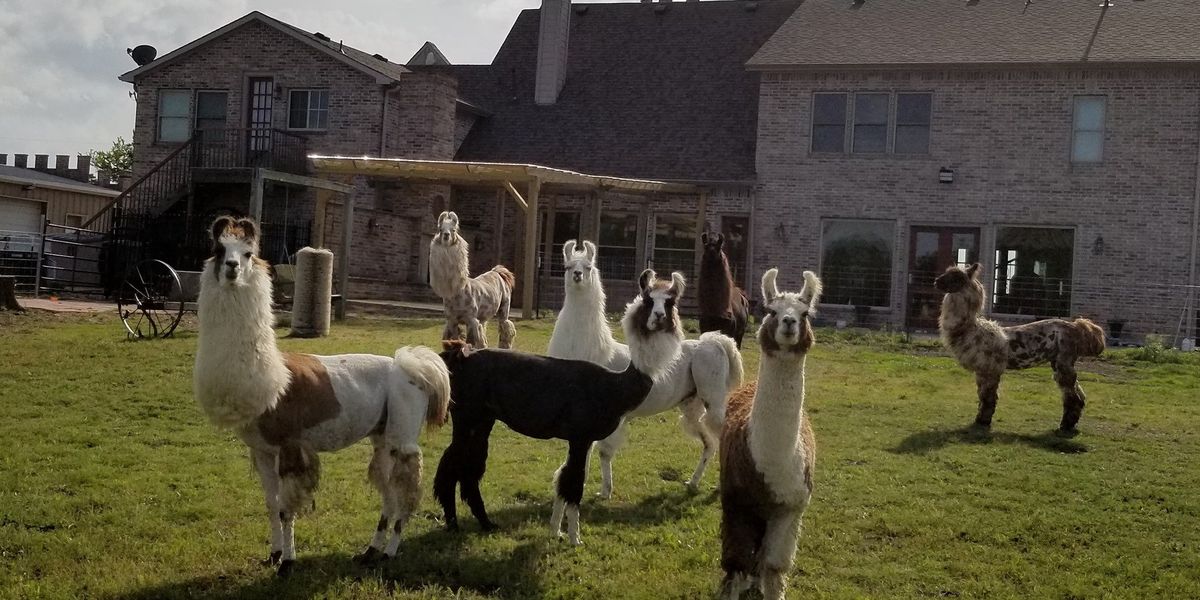 You can visit a castle in Texas called ShangriLlama that's full of ...