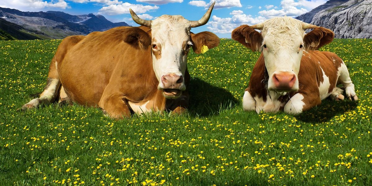 What cows? Steaks grow on trees … don’t they? - It's a Southern Thing