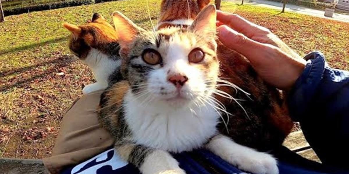 Guy pets one kitty then is swarmed by cats fighting over his lap - Upworthy