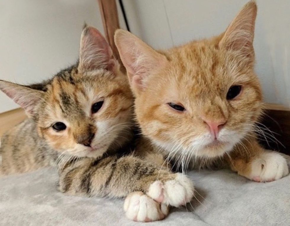 Kitten Guards and Comforts Her Brother After They Were Rescued from the ...