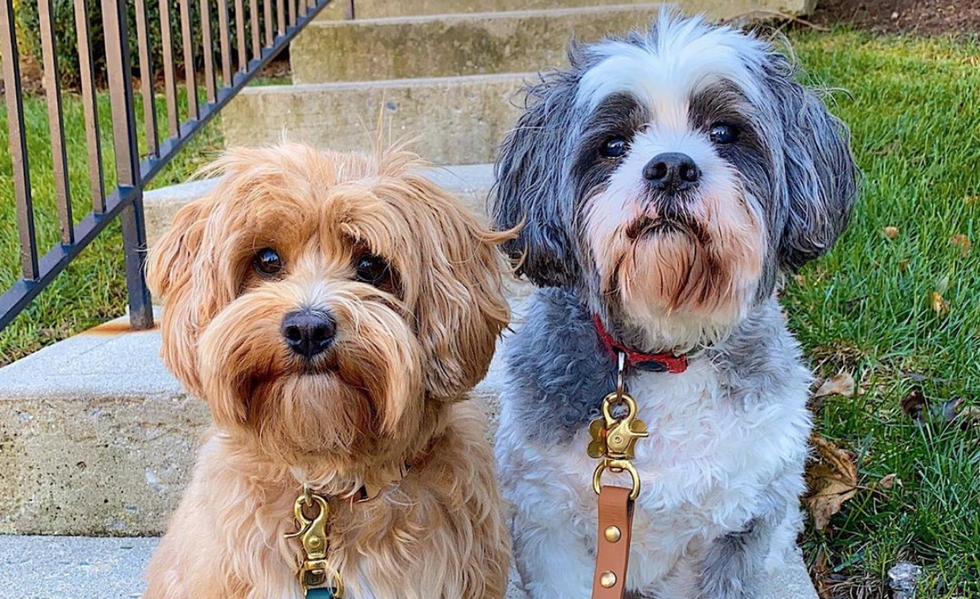 What Dog You Should Get Based On Your Enneagram