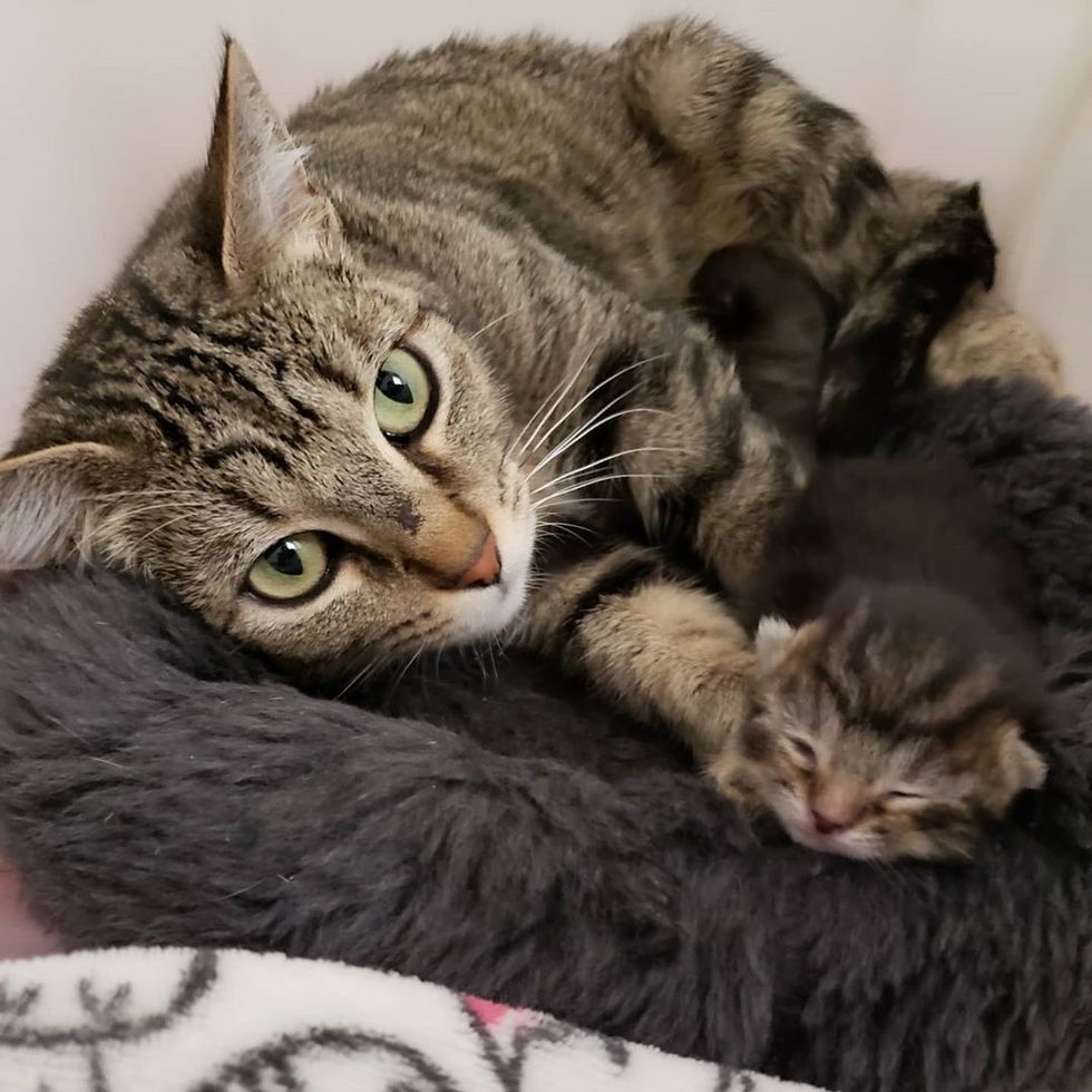 Cat Clings to Her Only Kitten After They Were Rescued from Life on the ...