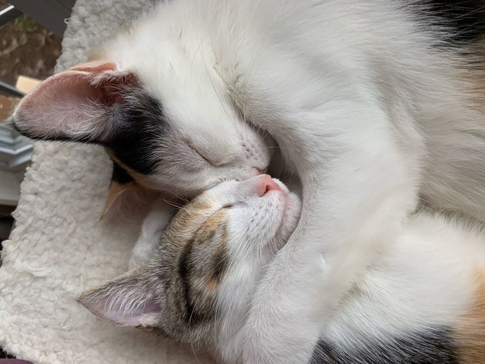 Kittens Rescued from Parking Lot Won't Leave Each Other's Side ...