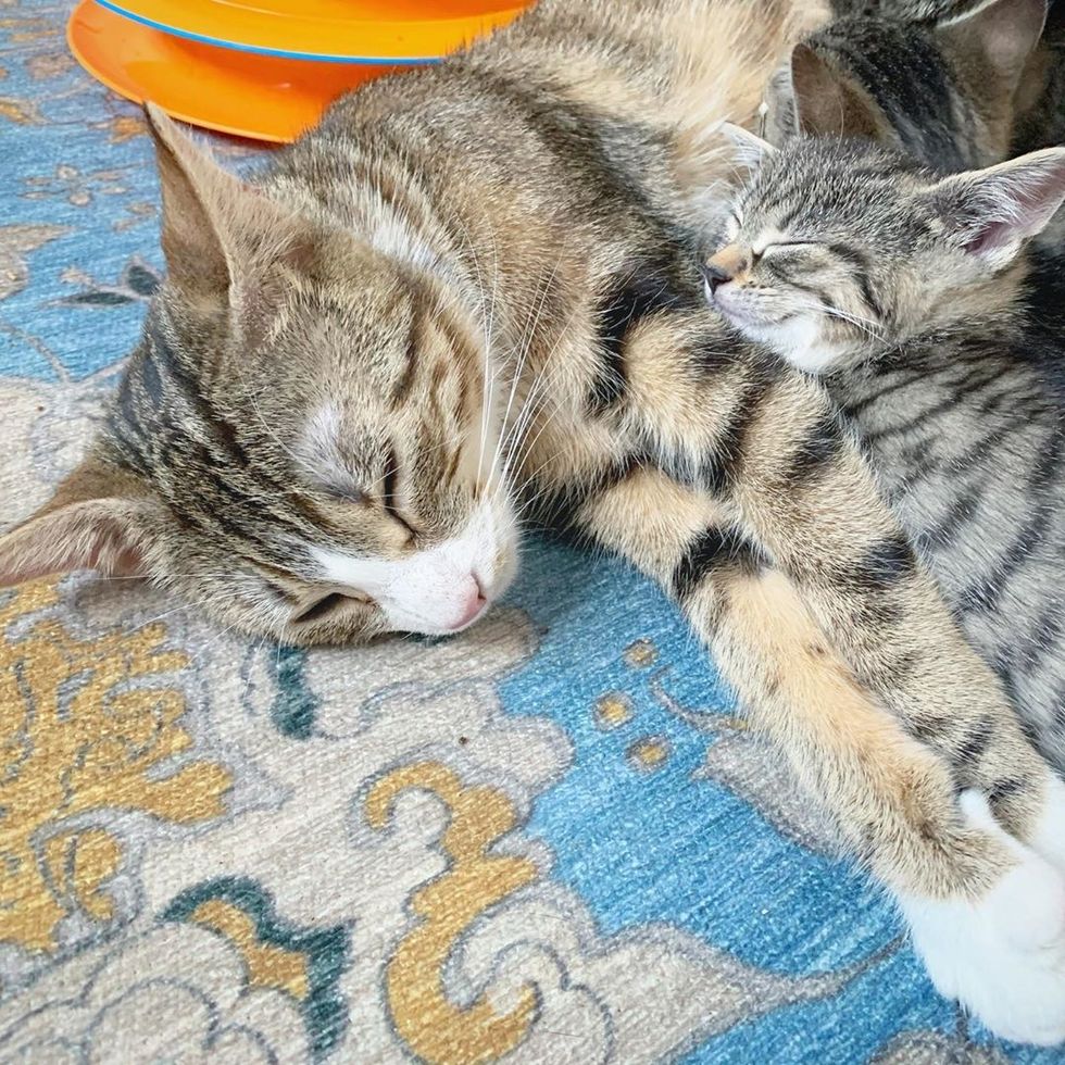 Cat Found With Her Kittens in Impounded Car Has Her Dream Come True ...