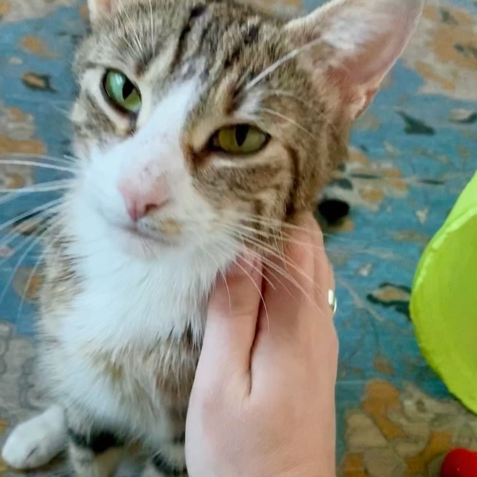Cat Found With Her Kittens in Impounded Car Has Her Dream Come True ...